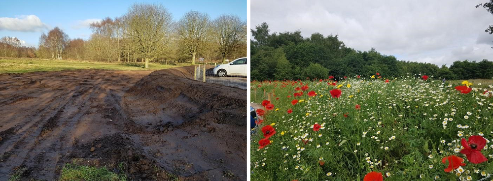 Bee Beaches and Wildflower Enhancement
